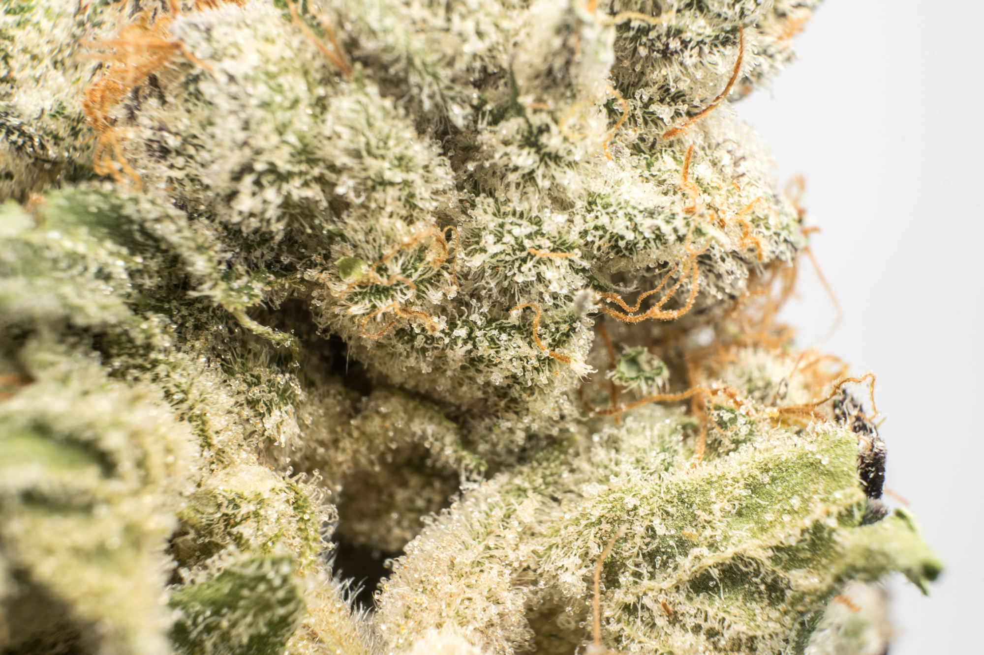 Gelato 33 | Lot420 – Premium Hybrid Cannabis Strain With a Unique ...